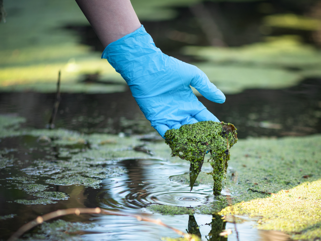 Biochar: A Sustainable Solution to Combat Nitrogen and Phosphorus ...